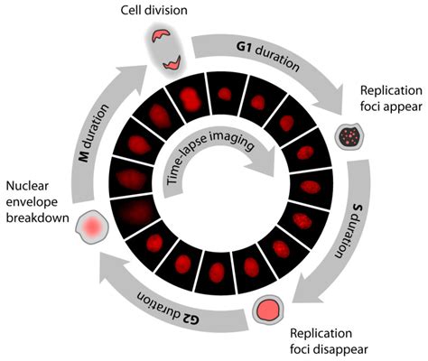 Basic Methods Of Cell Cycle Analysis Pmc