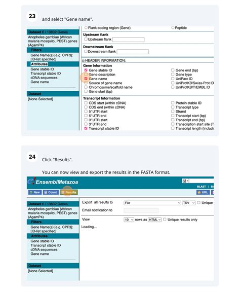 Exporting Gene Data With Biomart Demo