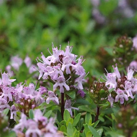 Thymus Mongolicus And Thyme Seeds Heyou Seeds
