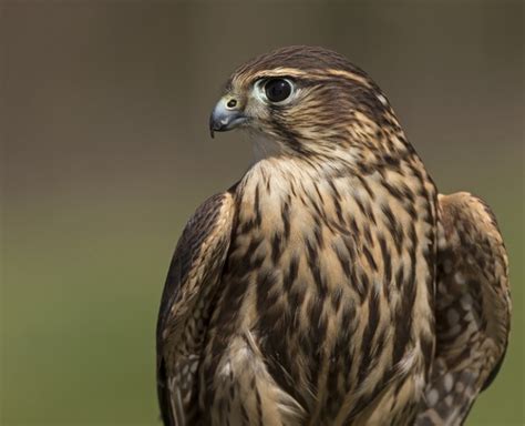 2025 Birds Of Prey Photography Experience Yorkshire Coast Nature