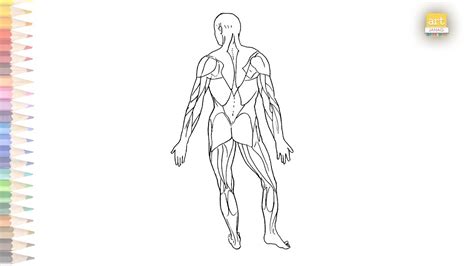 Simple Line Drawing Human Body