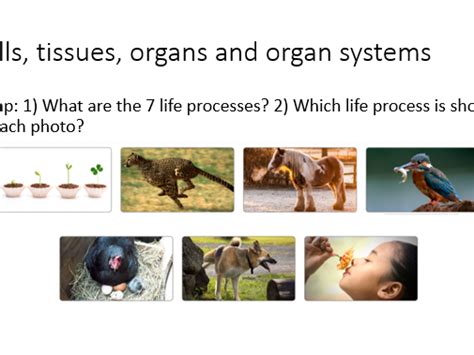 Ks3 Science 7a Cells Revision Power Point Exploring Science Teaching Resources