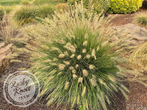 Dwarf Ornamental Grass