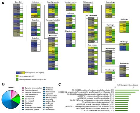 Wikipathways Publications Neuronal Differentiation Pathways And
