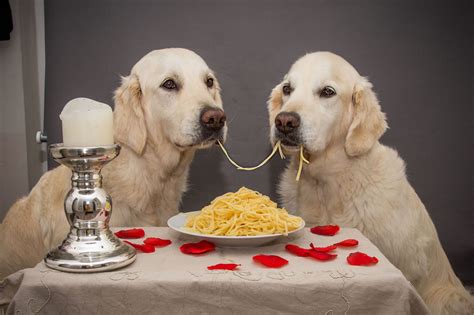 강아지 라면 추천 10가지 간식 라면부터 장난감까지 비마이펫 라이프