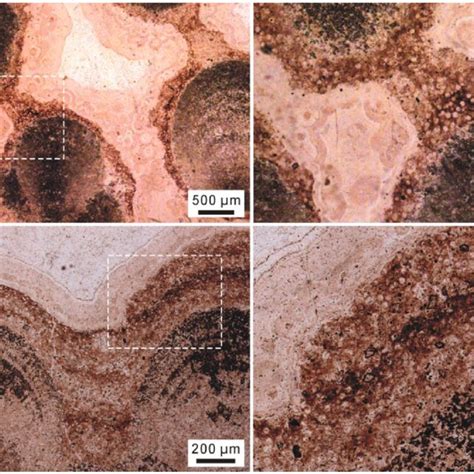 Thin Section Photomicrographs Of The Microfossils Preserved In The
