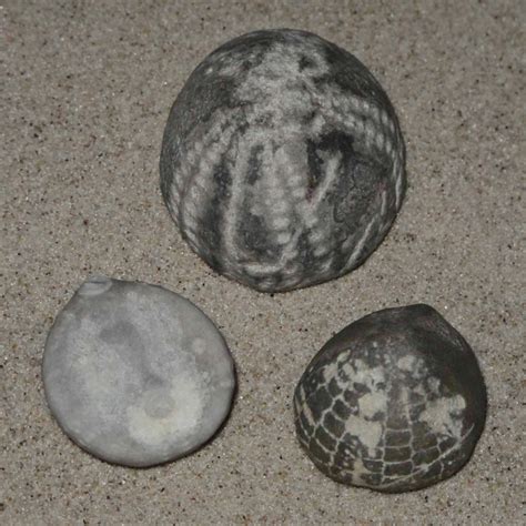 Echinoidea Fossil