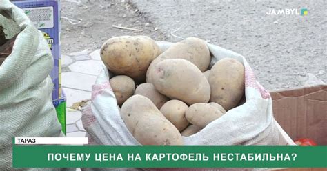 Почему цена на картофель нестабильна Официальный сайт телеканала «jambyl