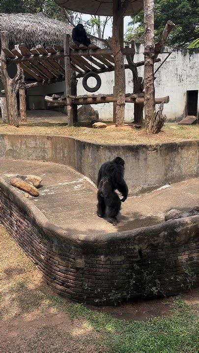 Playful Gorilla Clapping Nature Gorilla Intelligence Youtube