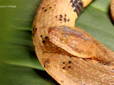 Nueva Especie De Serpiente Boa End Mica Fue Descubierta En La Amazon A
