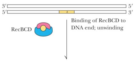 Dna Recombination Flashcards Quizlet