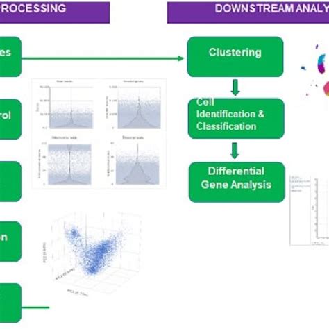 Schematic Of Standard Single Cell RNA Seq Pipeline In Partek Flow Download Scientific Diagram