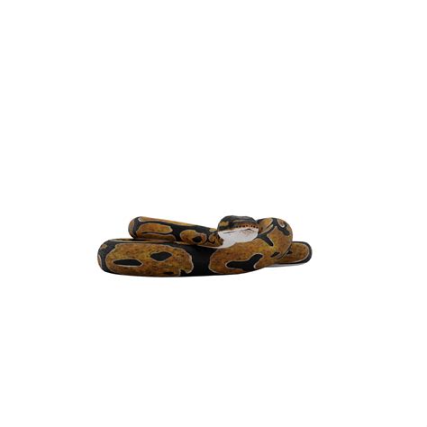 3d Burmese Python 22308137 Png