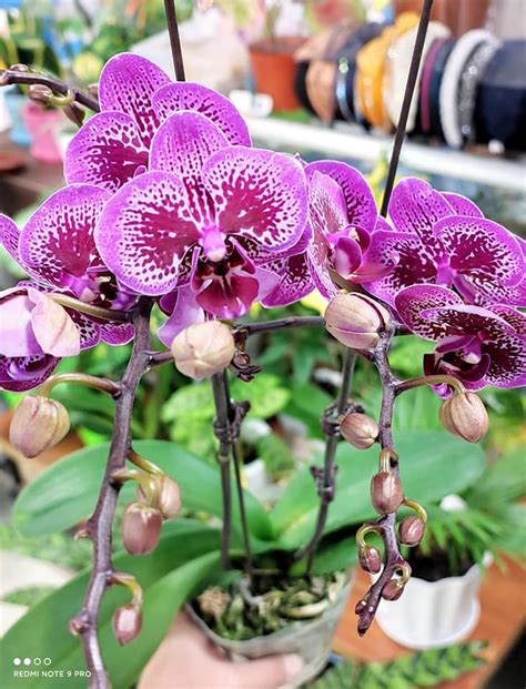 Цэцэгчин Ээжүүд таримал цэцгийн дэлгүүр Цэцэгт мэндчилгээ Цэцэг хүргэлт Цэцэгчин Ээжүүд