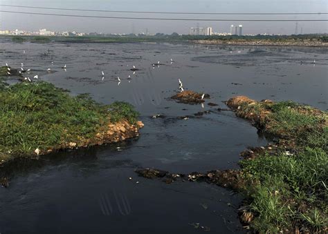 Pallikaranai Marsh Shaju John