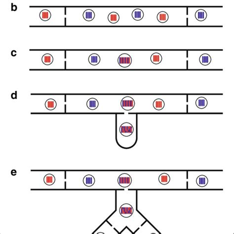 The Parasexual Cycle The Parasexual Cycle Parallels Events In The Download Scientific Diagram