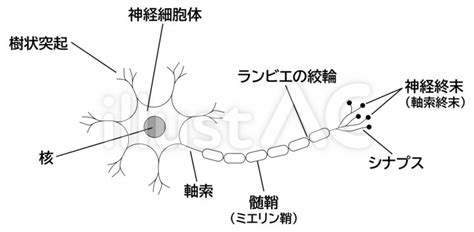 神経細胞 ニューロン 語句入りイラスト No 22602845無料イラストフリー素材ならイラストAC
