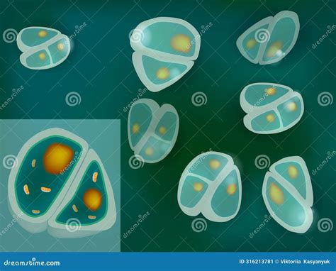 Structure Of The Chondrocytes Cells In Healthy Cartilage Cartoon Vector