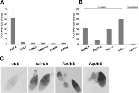 Ccr4 Not Deadenylase Complex Suppresses Telomeric Element Het A