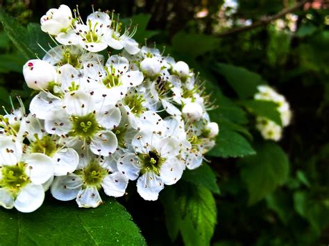 Spirea Bush Nature Free Photo On Pixabay Pixabay