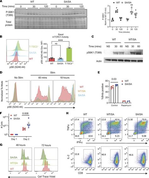 Jci Insight Tsc2 S1365a Mutation Potently Regulates Cd8 T Cell Function And Differentiation