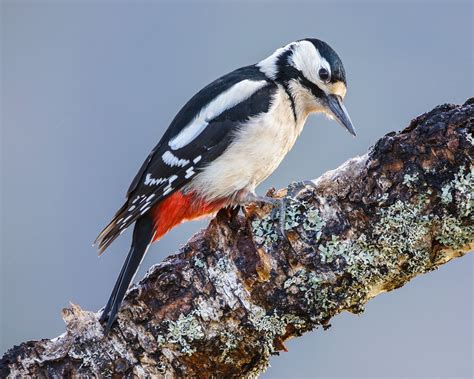 Woodpecker Characteristics Species And Facts Britannica