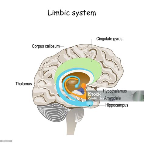 Amygdala Hippocampus Prefrontal Cortex