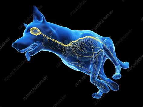 Dog Nervous System Illustration Stock Image F0291080 Science