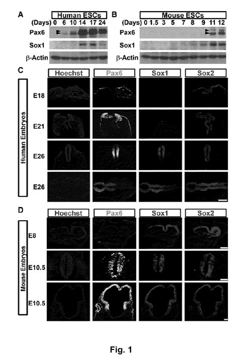 Production Of Primate Neural Stem Cells Through Expression Of Pax6