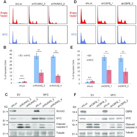 Exogenously Expressed Myc Partially Rescues Apoptosis Caused By Runx2