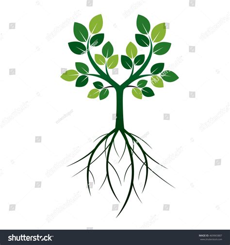 Shape Green Tree Roots Vector Illustration Stock Vector Royalty Free 469965887 Shutterstock