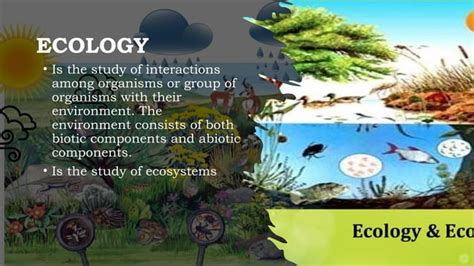 Ecosystem Group 4 Pptx Ecosystem And Its Structures Pptx