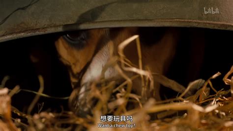 猫狗大战猫狗大战 电影 高清正版在线观看 bilibili 哔哩哔哩