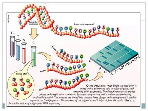 An Introduction To Genomics Pptx