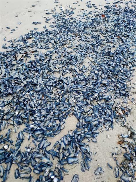 La Medusa Velella Velella Vuelve A Aparecer En La Costa De Dénia Tv Denia