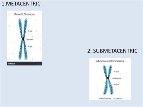 Human Karyotyping In Sex Determination In Genetics Pptx