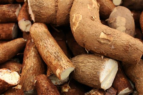 Manioc Une Racine Nutritive Et énergétique