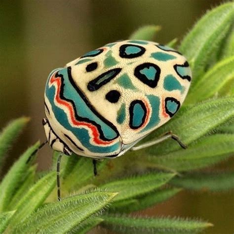 Beautiful Bugs Most Beautiful Bugs In The World Tgrfz