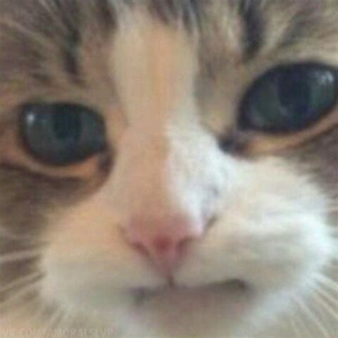 Upset Cat Meme