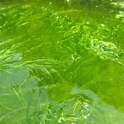 Algae Extract And Your Skin PhaMix