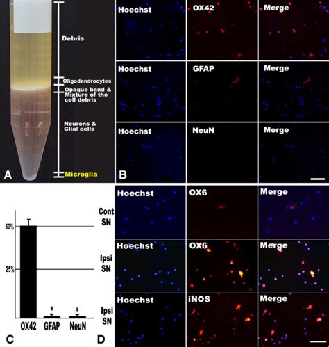 Isolation Of Microglia From Adult Rat Mesencephalon Using Density Download Scientific Diagram