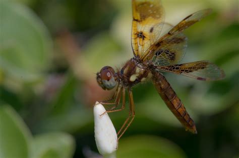 잠자리 곤충 생물학 Pixabay의 무료 사진 Pixabay