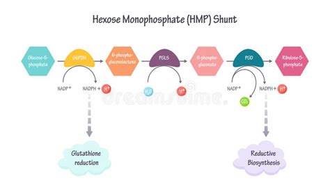 Hexose Monophosphate Shunt Pathway Vector Illustration Graphic Stock Illustration Illustration