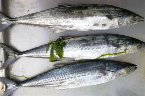 鲅鱼是不是越大越好吃鲅鱼为什么越大越贵特别大的鲅鱼第8页大山谷图库