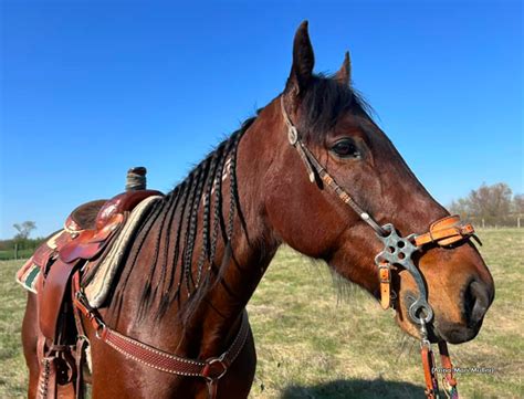 This Maverick Is Not The Top Gun Standardbred Canada