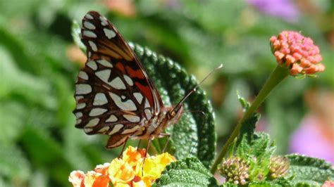Dione Juno Heliconian Sp Markeisingbirding
