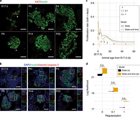 Likelihood Based Model Selection Favors A State Dependent Birth Death
