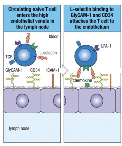 Ch 9 T Cell Adhesion Molecules And Cytokines Flashcards Quizlet