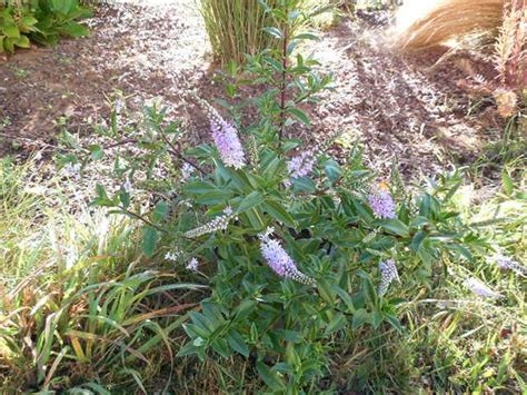 Hebe Veronica Blue Mist In The Veronicas Database Garden Org