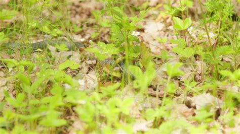Grass Snake Natrix Natrix Snake Moving Snake Or Natrix Hidden In Grass